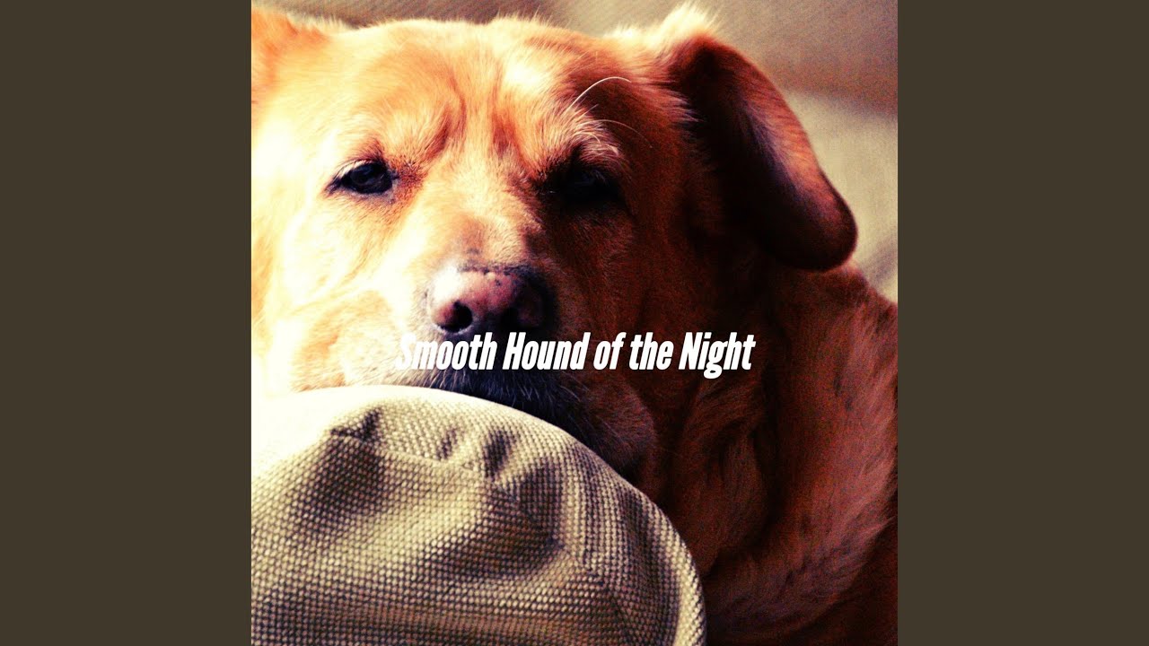 Groovy Keeping Dogs Entertained - YouTube