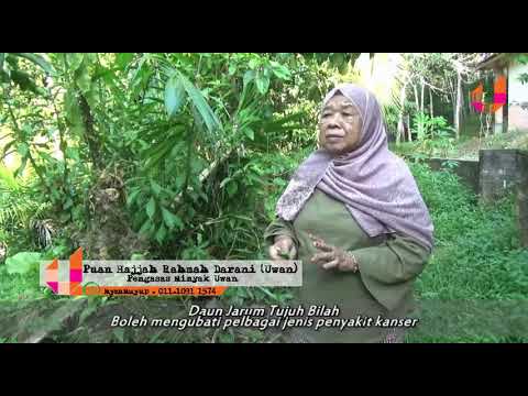 Daun Jarum Tujuh (7) Bilah - YouTube