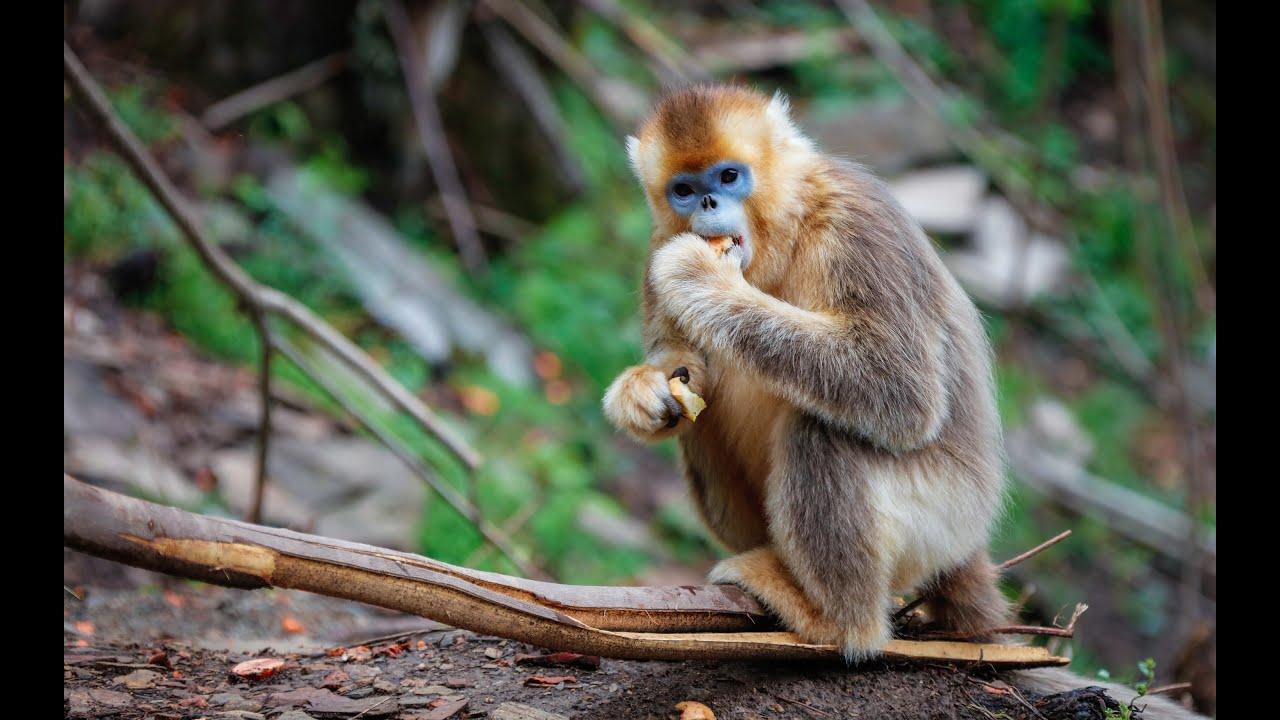Monkeys are taking their breakfast - YouTube