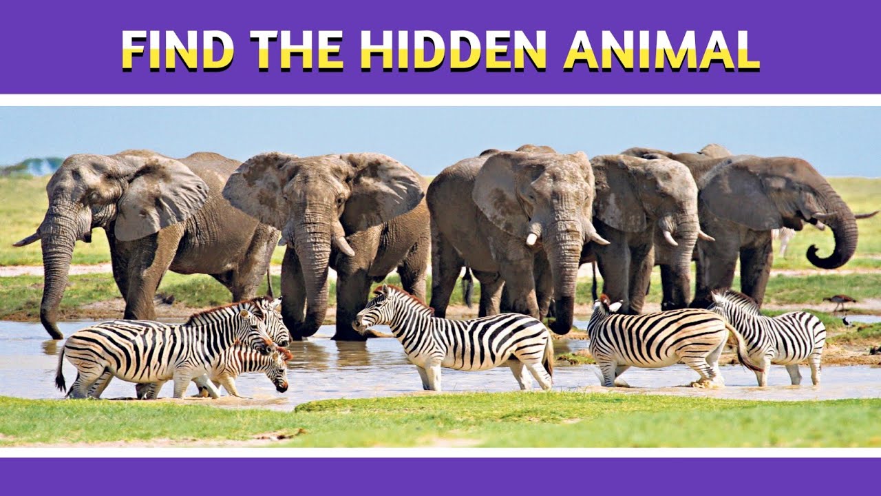 FIND THE ANIMALS🦁🐯🐘 | SPOT THE HIDDEN ANIMAL | #087 - YouTube