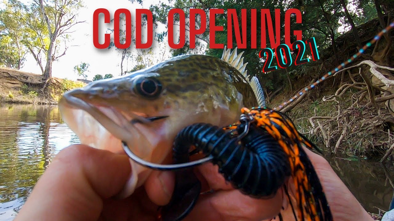 Murray Cod opening 2021 - YouTube