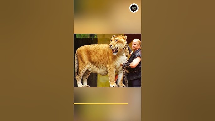 Tigon Und Liger Unterschied