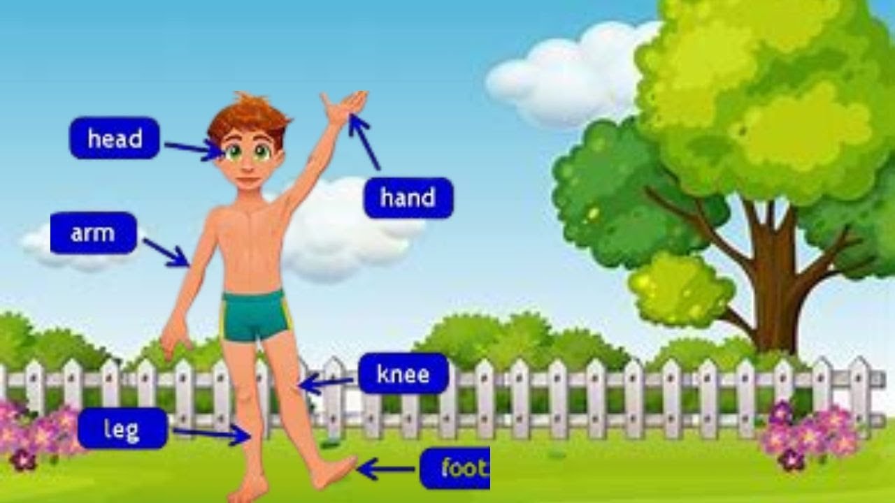 Body Parts for Kids | Animated Videos | Animated Videos for Kids | Kids ...