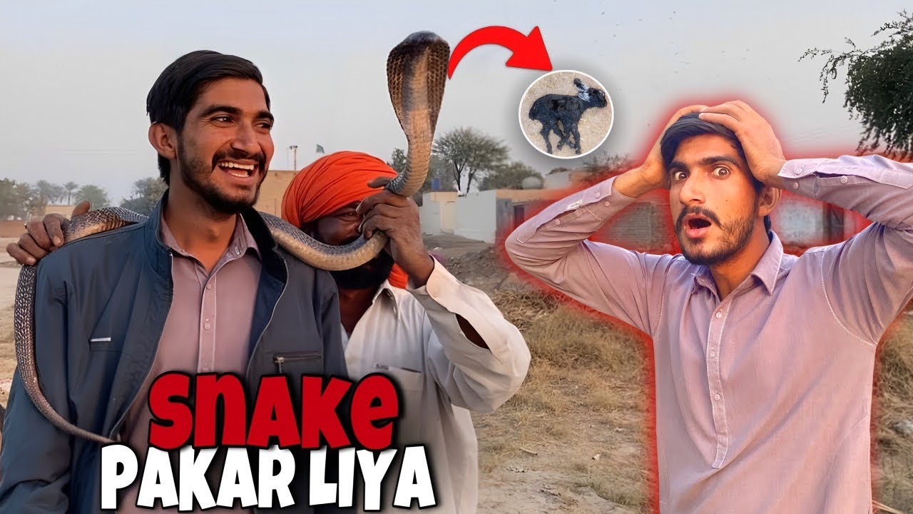 BAHUT Hi KHATARNAK. SNAKE 🐍 PAkAR LiYa_ SNAKE NE DO BAKRIYAN MAAR Di_# ...