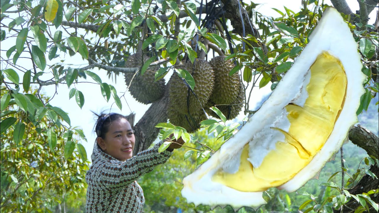 Picking Durian For Eating and Sweet - Durian Eating - Simple Life ...