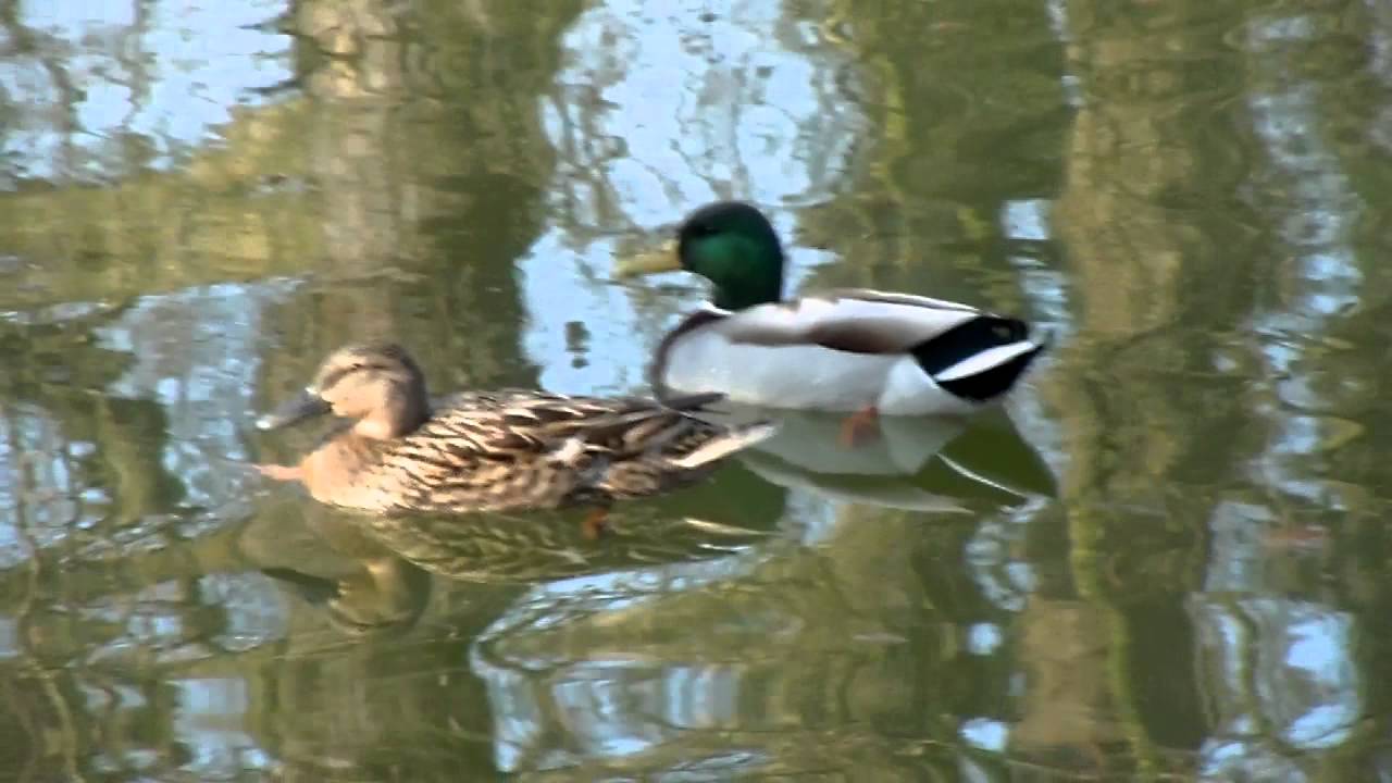 canards - YouTube