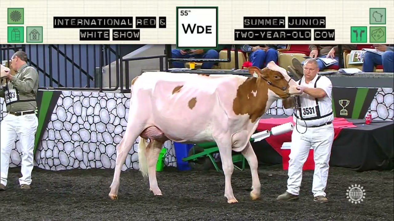 627 RED & WHITE SUMMER JUNIOR TWO-YEAR-OLD COW - YouTube