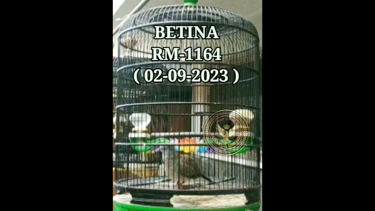 BETINA RM-1164/K.111B ( JP-3275/K.153 x HMY-2166/K.8 ). ( 02-09-2023 ) - YouTube