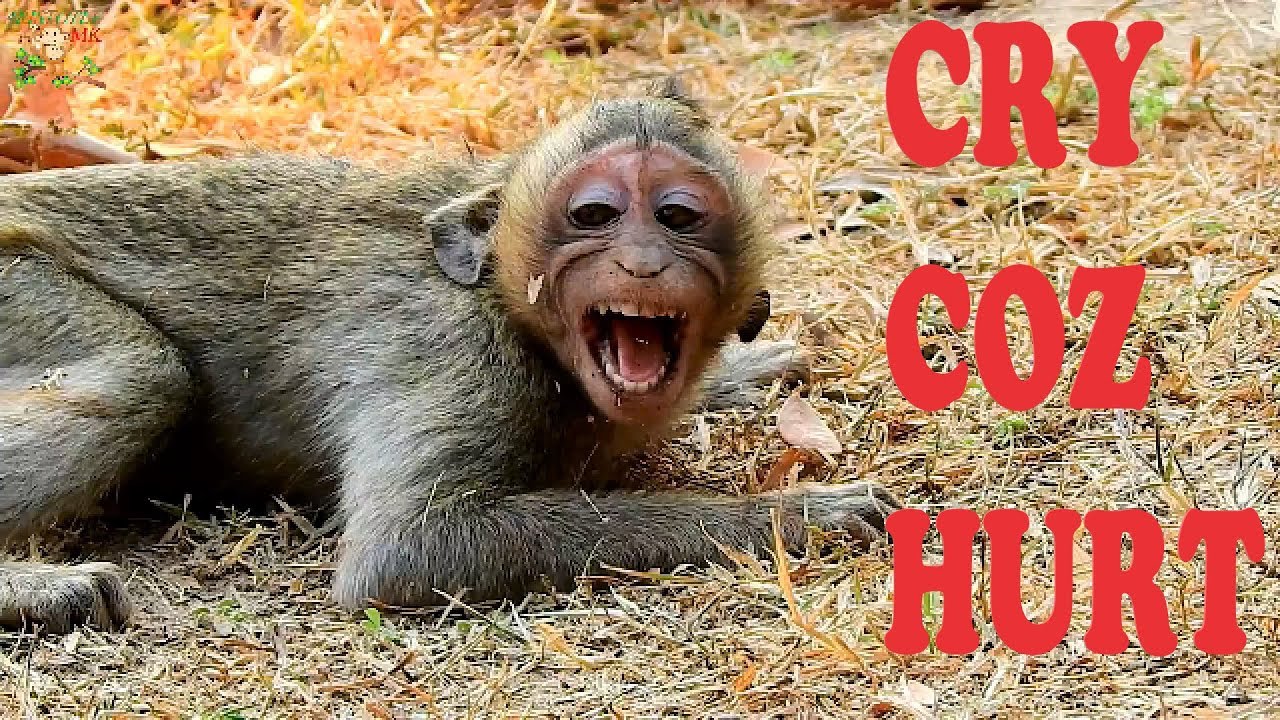 MILLION HURT SMALL BABY MONKEY SUPER CRY LOUDLY , WHY OTHER BITE SMALL ...