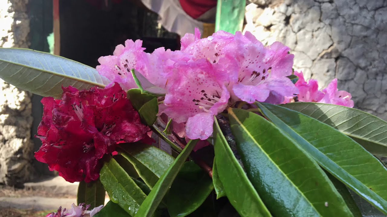 Rara Lake Nepal Part 3 | Rara Talai maa | nepal rara lake | rara tal ...