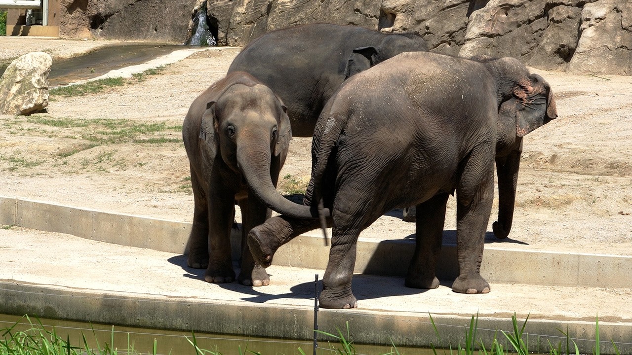 Female asian elephants 20250719_7／Toyohashi Zoo&BotanicalPark non_hoi ...