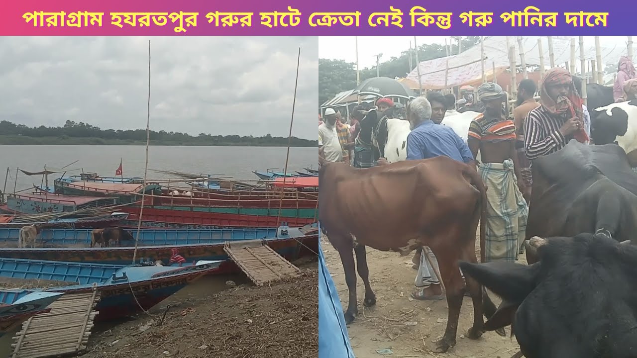 Latest Big Milk Cow | Amazing Village Cattle Market In Bangladesh ...