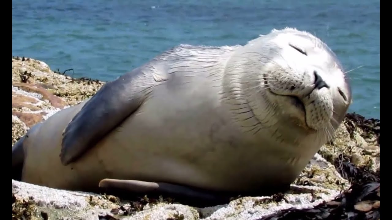 Cute Baby Seal enjoying SunShine! - YouTube