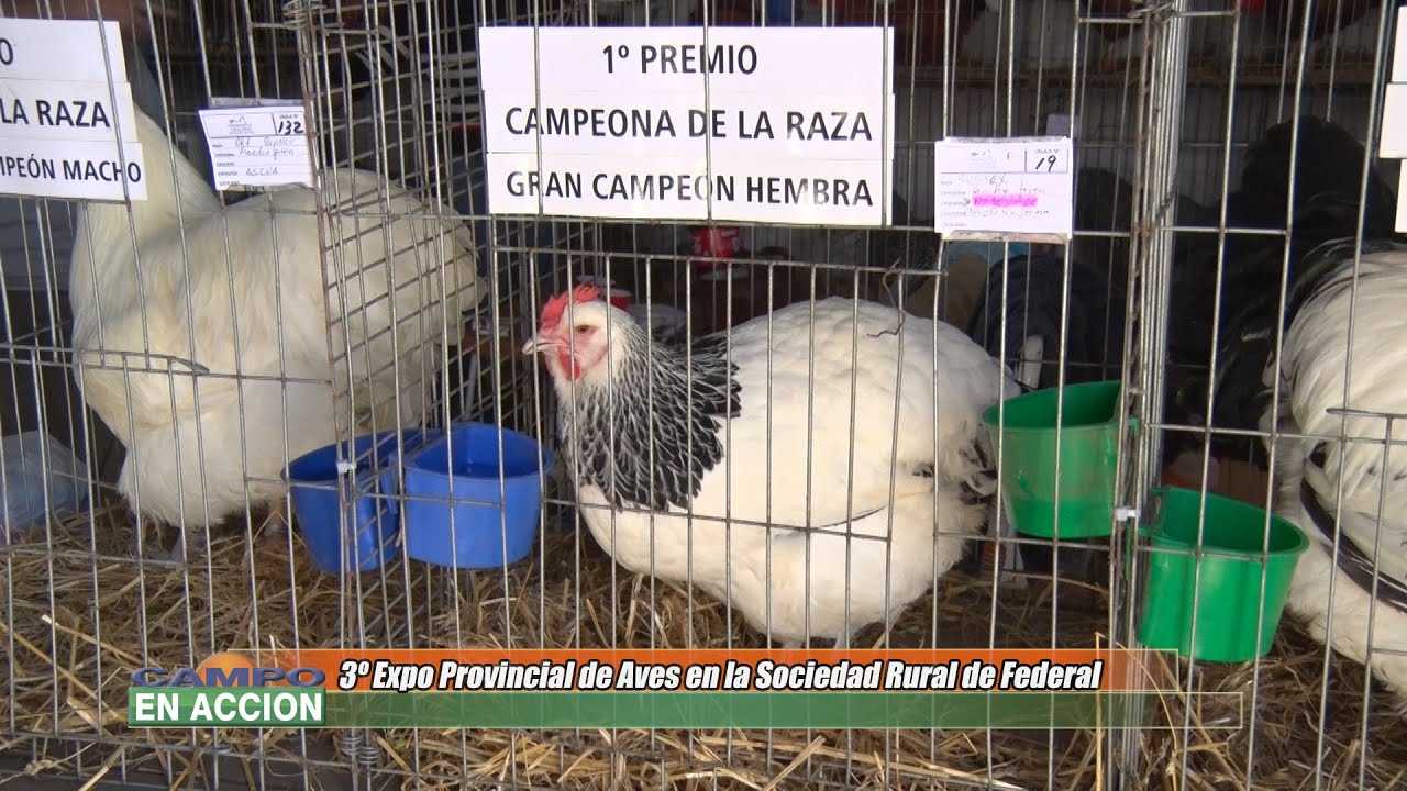 3º Exposición Provincial de Razas en Expo Rural Federal - Guillermo ...