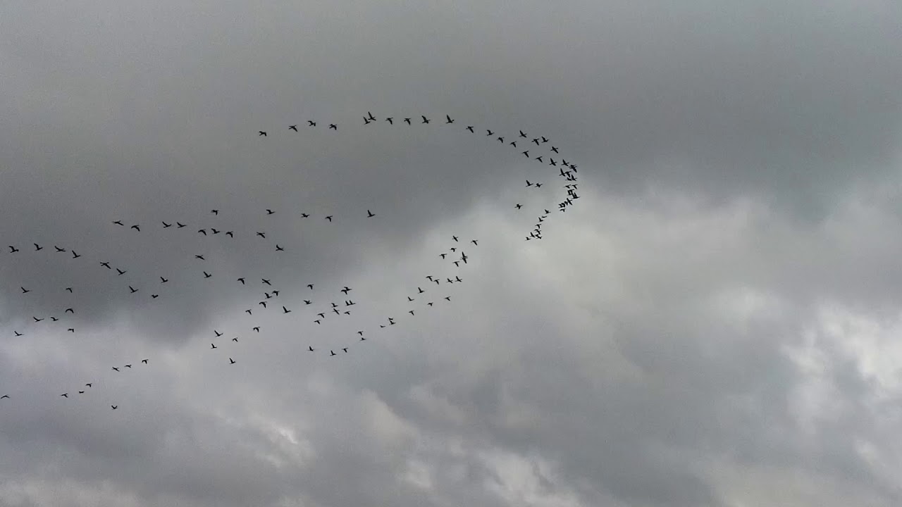 patos selvagem voando - YouTube