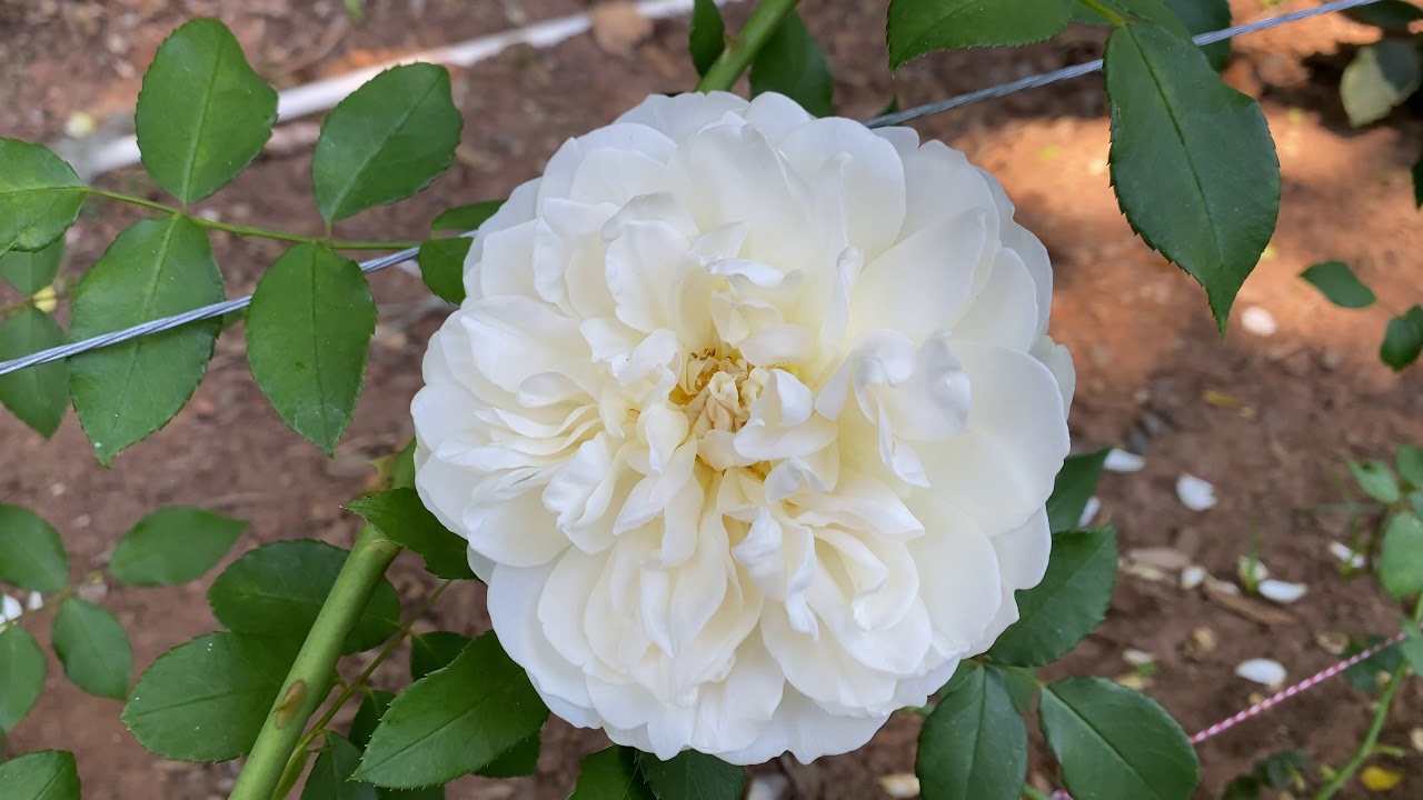 Rose - Lichfield Angel - YouTube