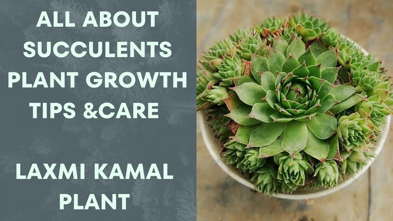 succulent plant Laxmi Kamal care and tips#plants #gardening #succulent ...