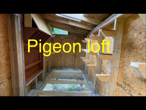 Building a small racing pigeon loft or kit box