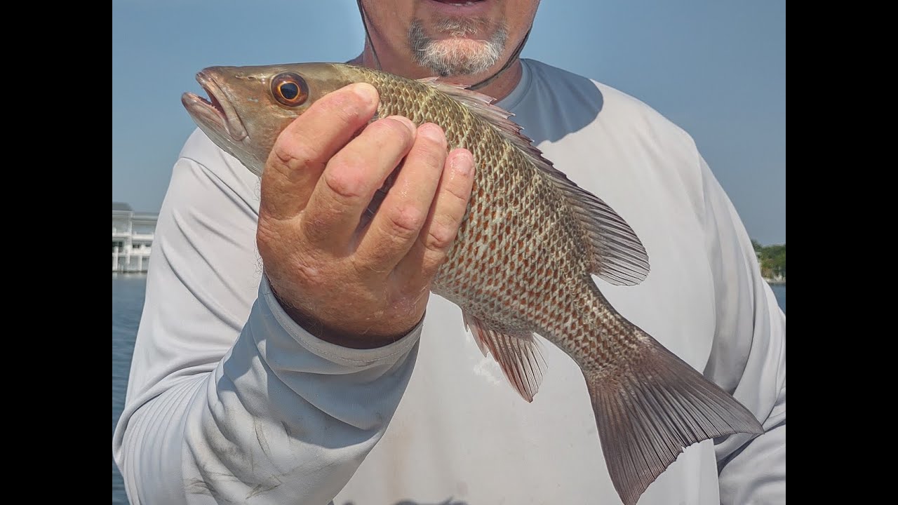 Sheepshead, Mangrove Snapper (Catch Clean & Cook) - YouTube
