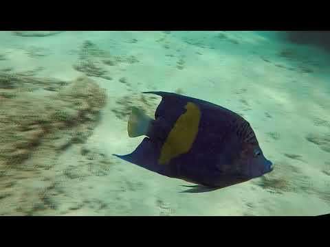 Diving Trip in Kuwait, Garouh Island with Nautilus Diving center, By M ...