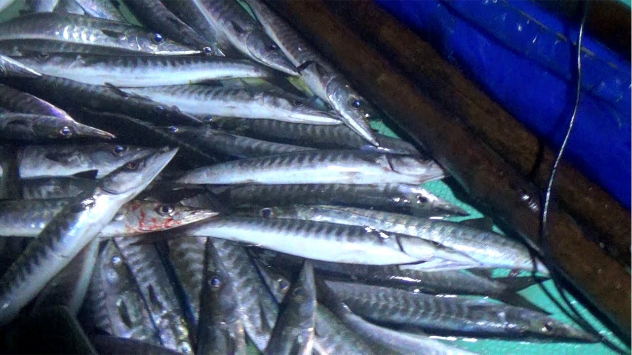 Time to Barracuda Fishing at Night - YouTube
