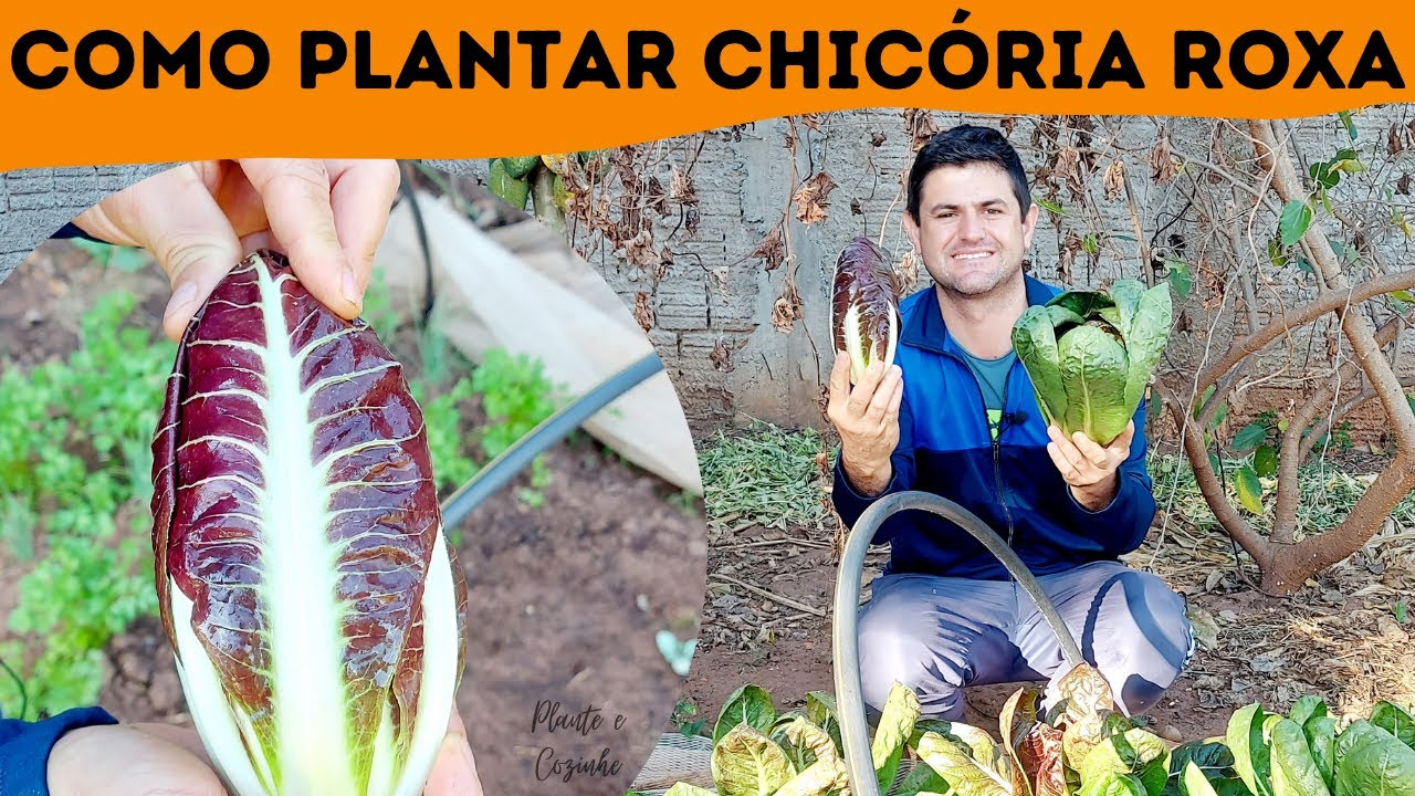 Uma PLANTA DIFERENTE de TUDO! Como PLANTAR CHICÓRIA ROXA alta na horta ...