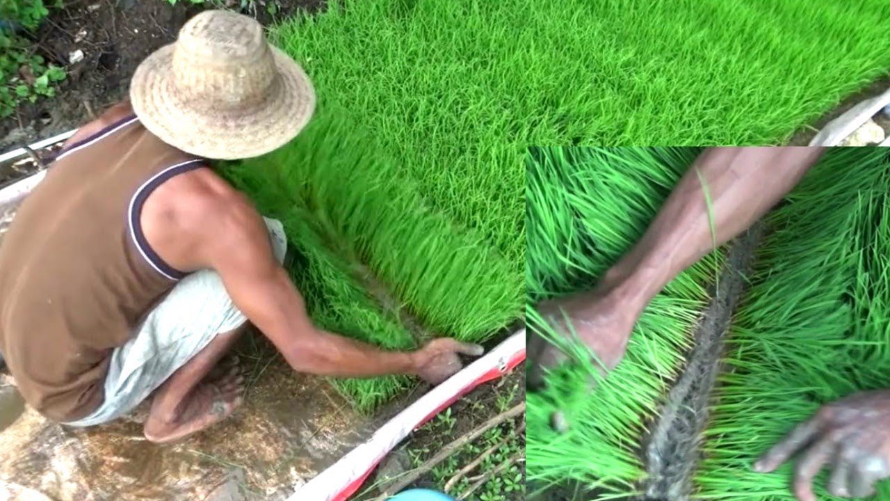 bagaimana mereka melakukan pemotongan pada persemaian padi seperti ini ...