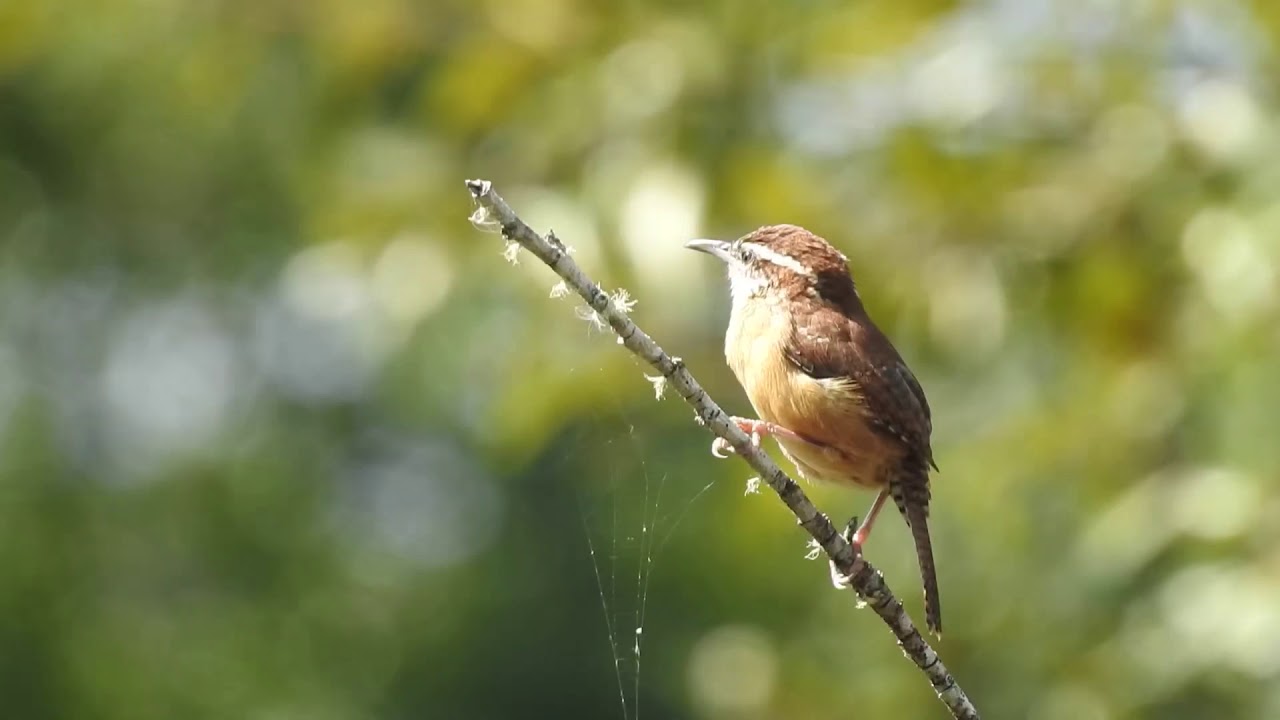 Carolina Wren Calling - YouTube
