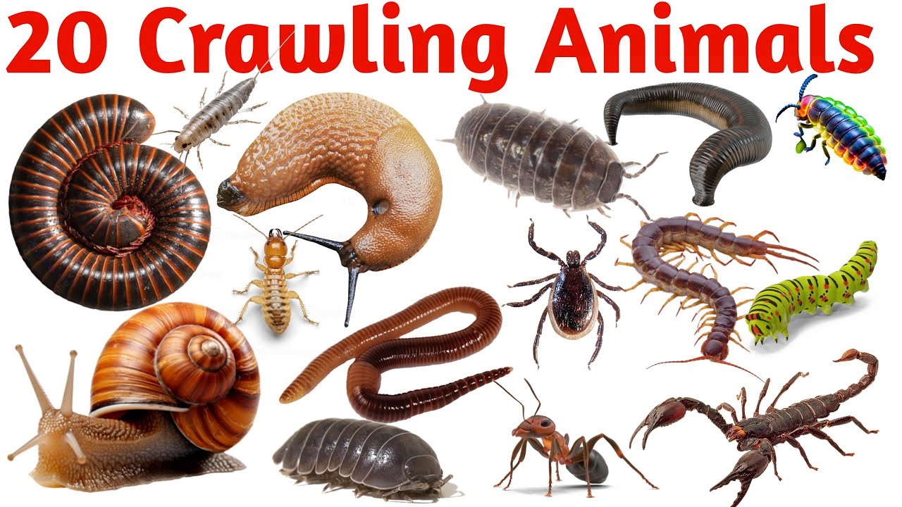 रेंगने वाले जानवरों के नाम | Learn 20 Crawling Animals Name in English ...