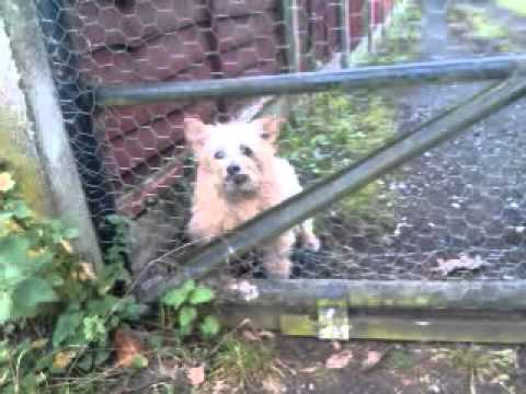 yapping dog 2 - YouTube