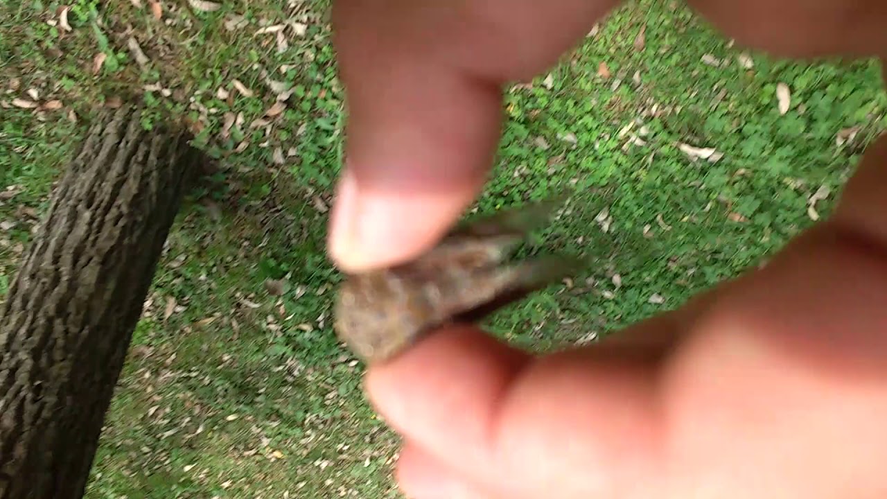 Catching a cicada without hurting it . - YouTube