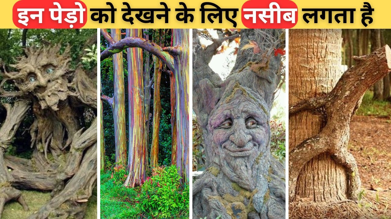 दुनिया के सबसे अनोखे पेड़ / Rarest Trees In The World #youtube #shorts ...