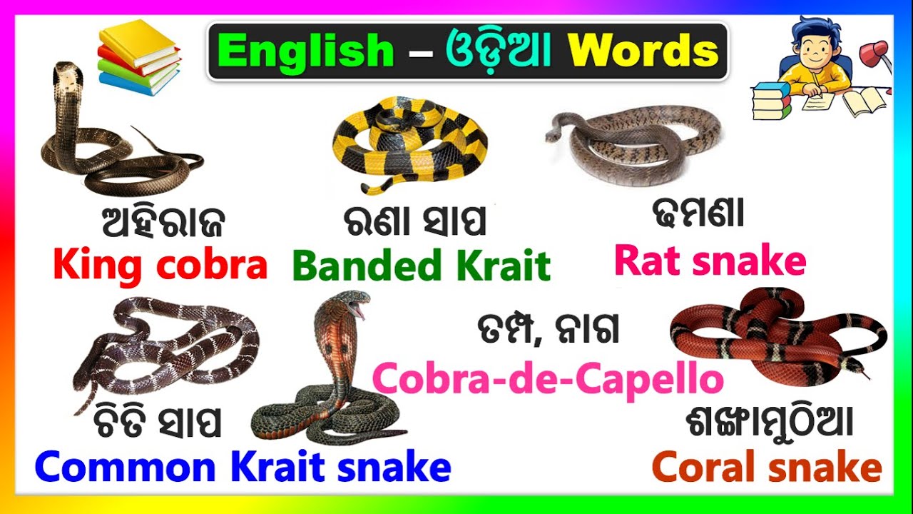 English Odia snakes name | English Odia words dictionary | word book ...
