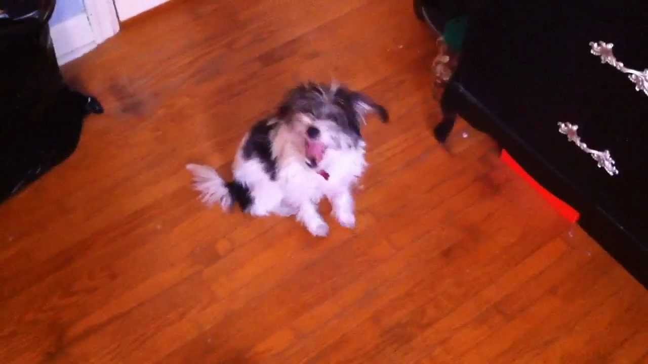 EXPLODING PUPPY! - YouTube