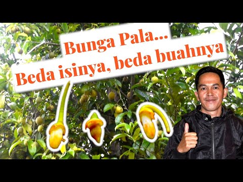 Bunga Pala, jadi buah atau tidak? Cara Membedakan Pala Jantan Dan ...