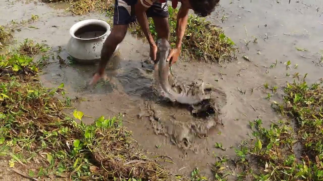 Amazing Big Fish Catching In Place🖤 Village Fishermen Catching Big Fish ...