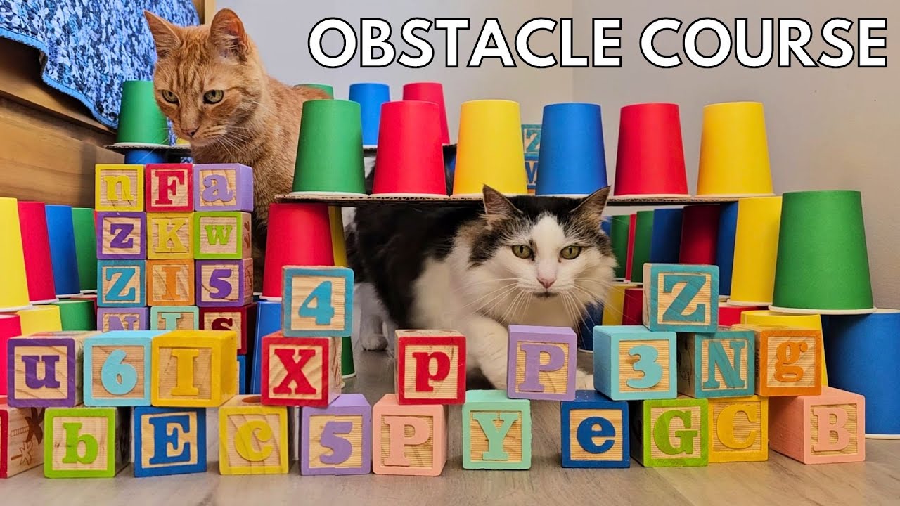 Cute & funny cat challenge! - YouTube