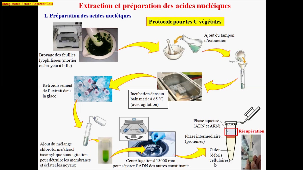 Étapes de l'extraction d'ADN et PCR - YouTube