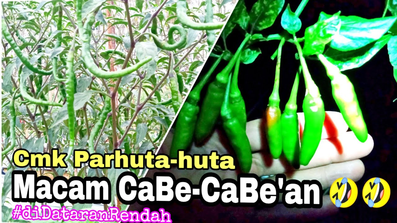 Cabai Cmk Parhuta-huta Macam Cabe-cabean Kalo Ditanam Didataran Rendah ...