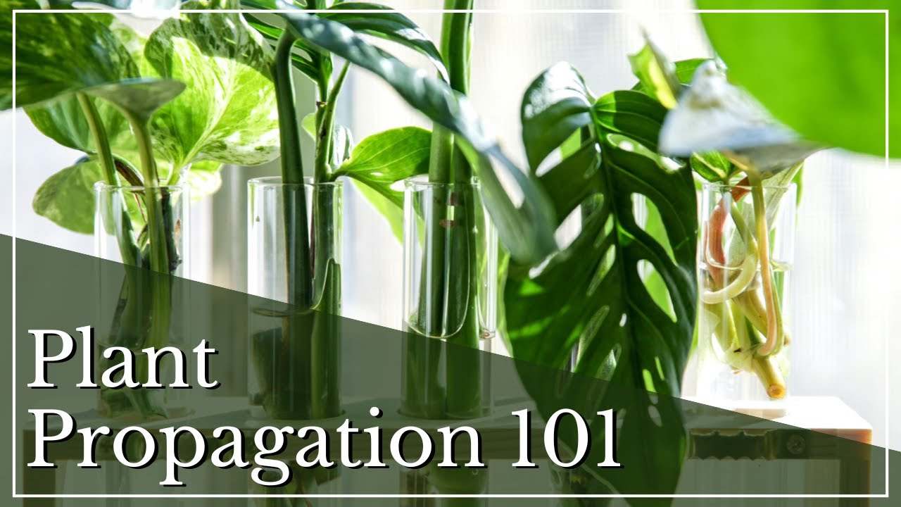 How To Propagate Plants | Houseplant Propagation | Plant Propagating ...