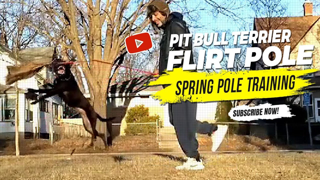 Pit Bull Terrier Flirt Pole and Spring Pole training - Break Bred ...