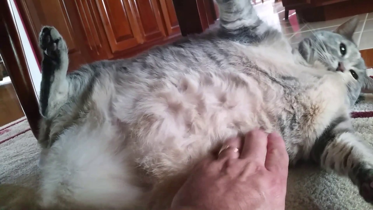 Ginger the 30 lb cat enjoying her belly rub! - YouTube