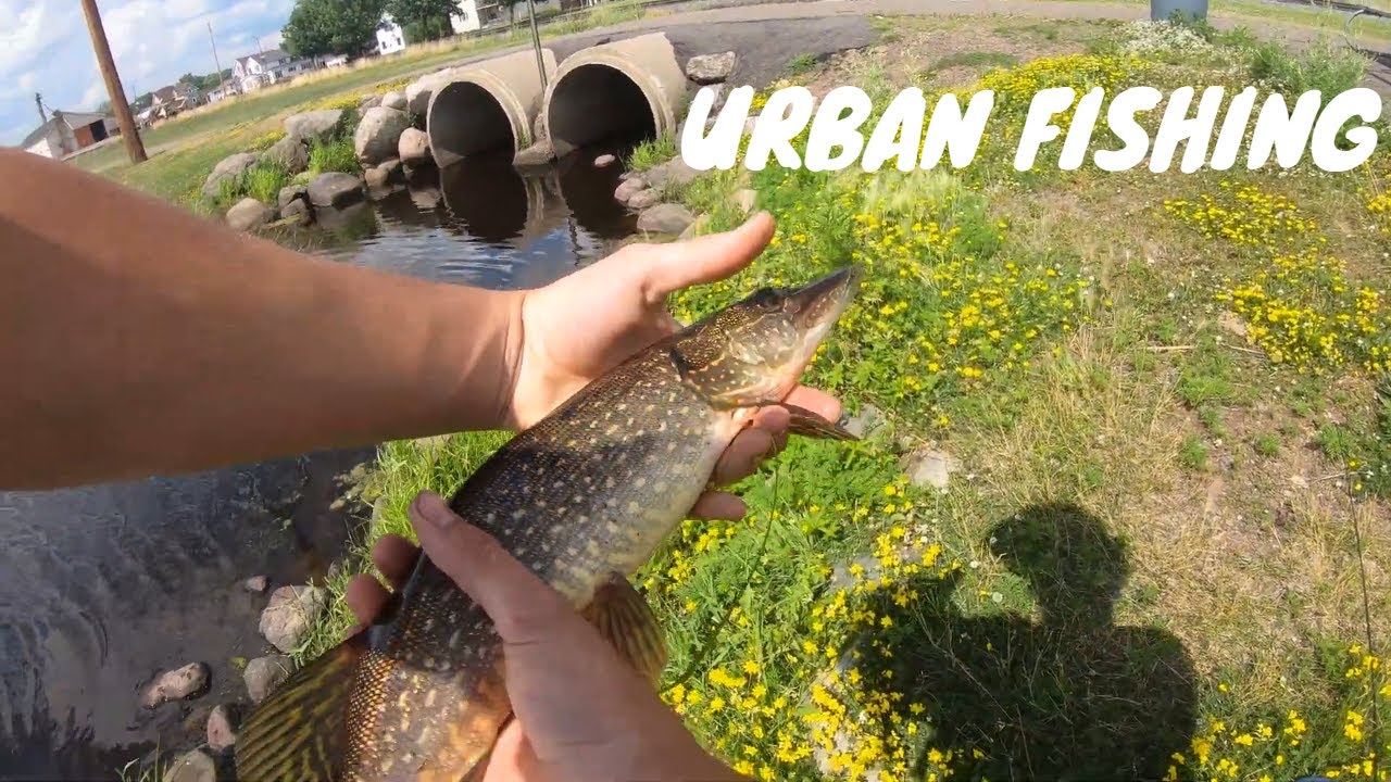 Fishing for URBAN Predators (Northern Pike Fishing) - YouTube