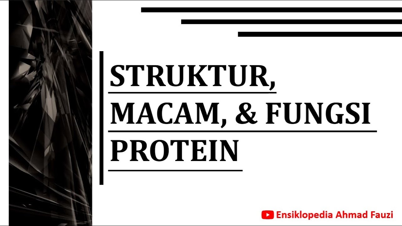 Struktur, Macam, dan Fungsi Protein - YouTube