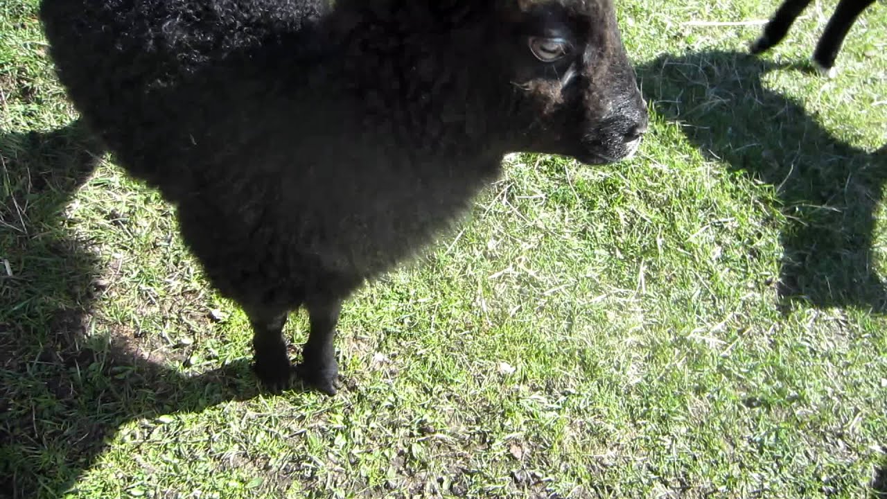 Rabid, meat-eating sheep @ Norsholmen, Gotland - YouTube
