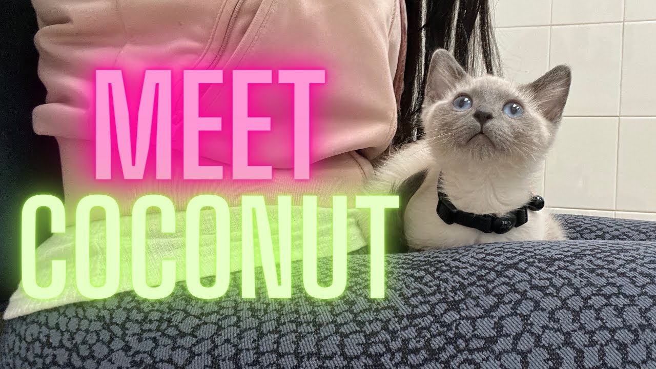 MEET COCONUT! (impulsively got a cat bc ghost rats) | STORYTIME - YouTube