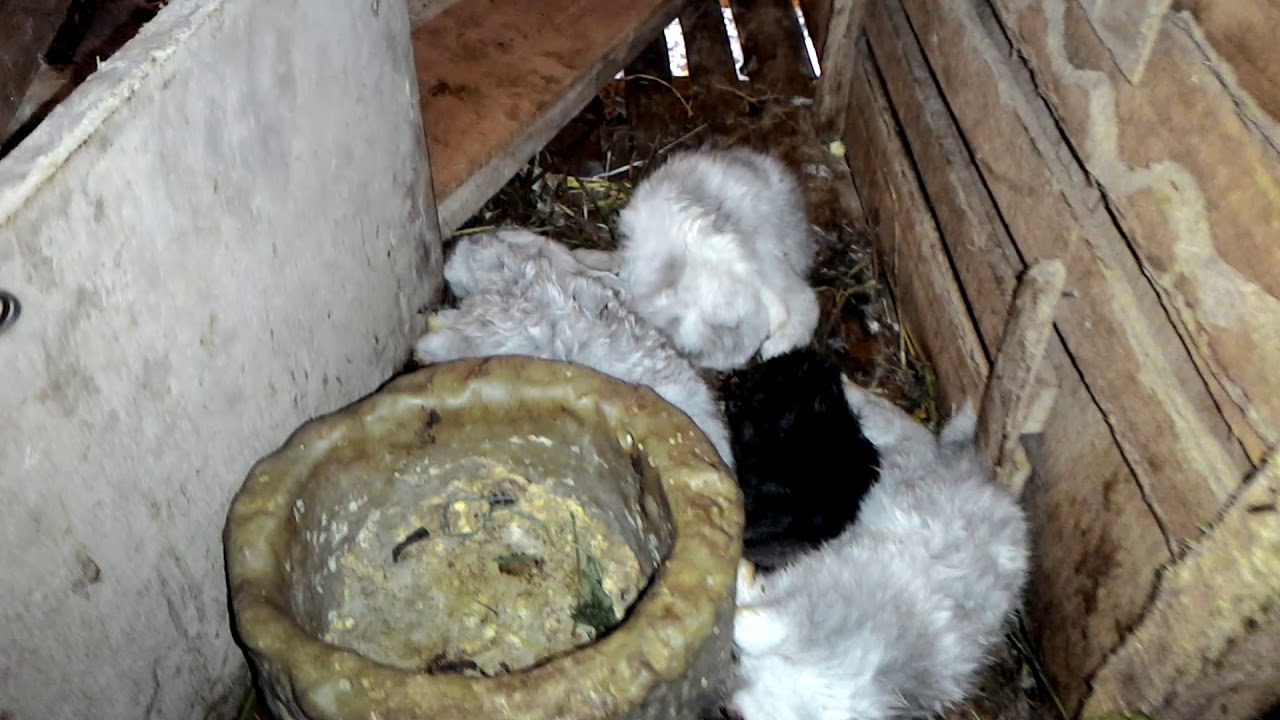 Kelinci di kandang mati sama anjing - YouTube