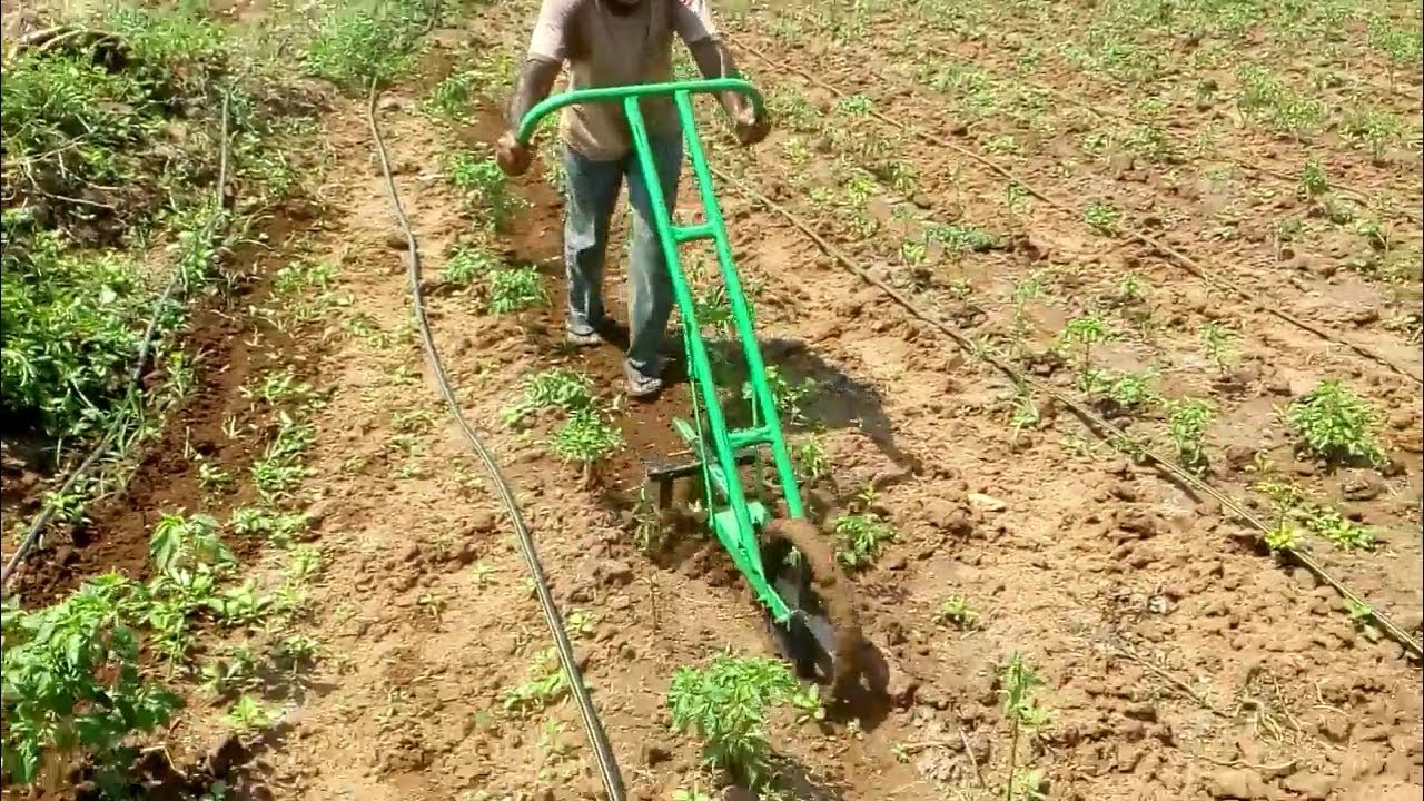 Manpower weeder with weeding in chillies crop | Better work | Merapa ...