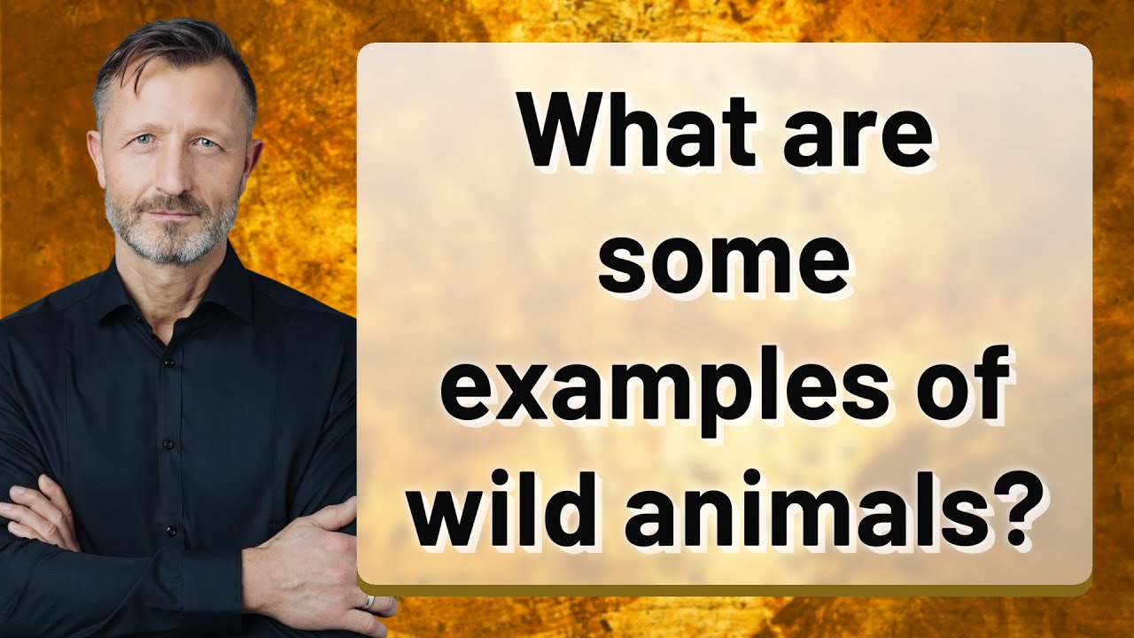 What are some examples of wild animals? - YouTube