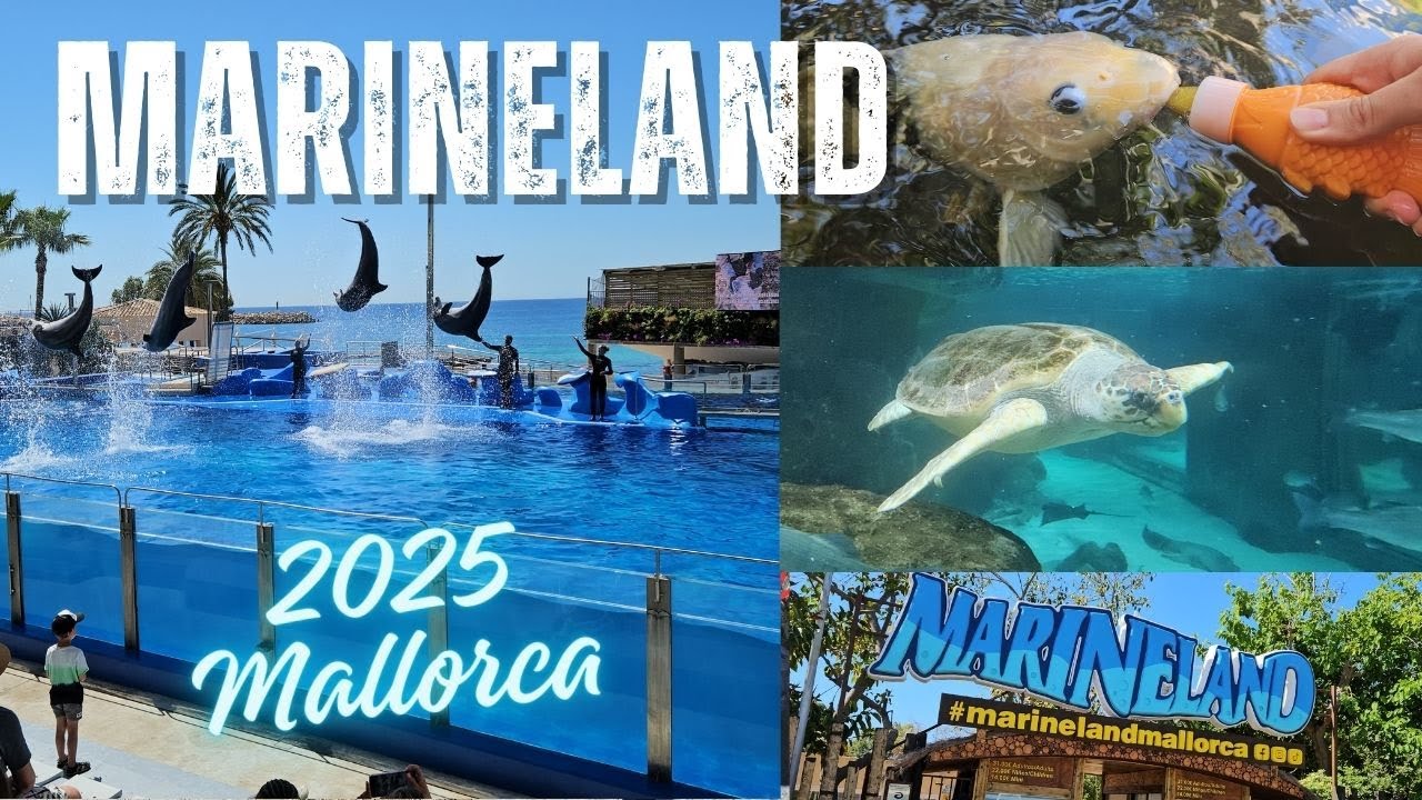 Marineland Mallorca 2025 - Das einzige Delfinarium der Insel - Delfine ...